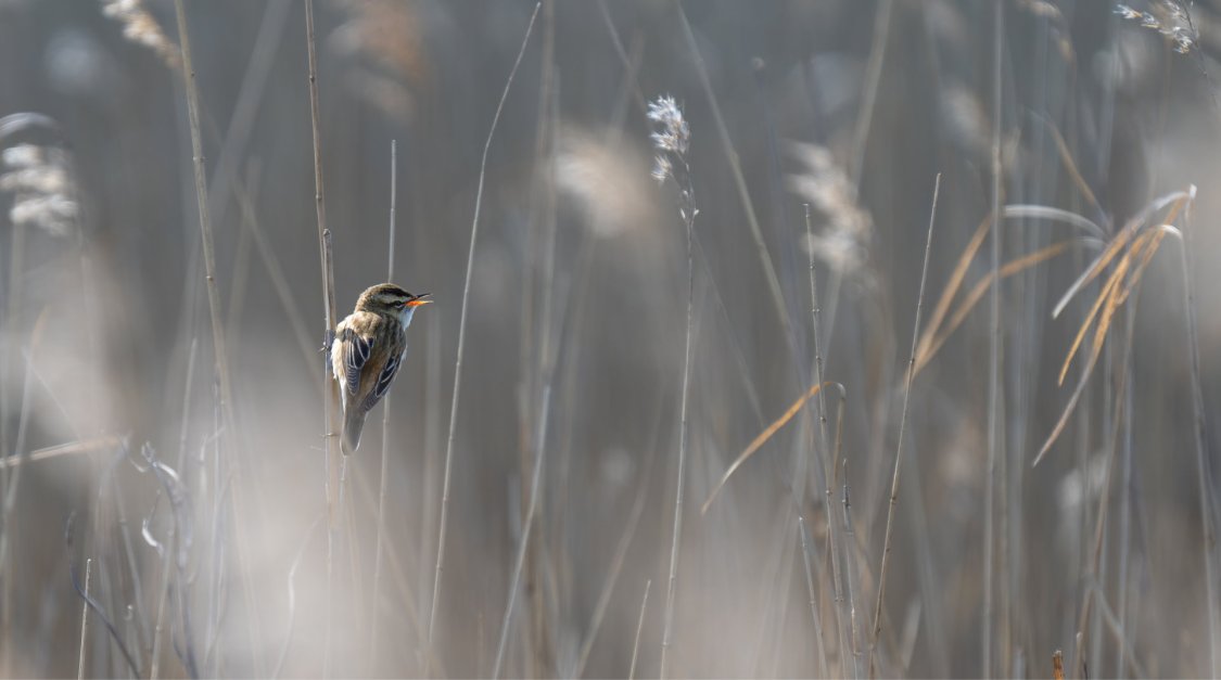 The Common Reed Pioneer - Premium Finnish Reed